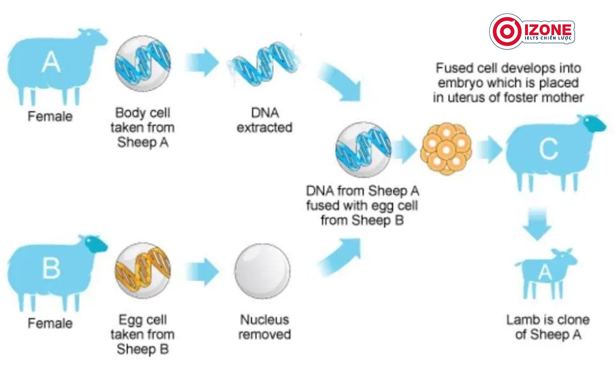 Giải chi tiết Process by which sheep embryos are cloned